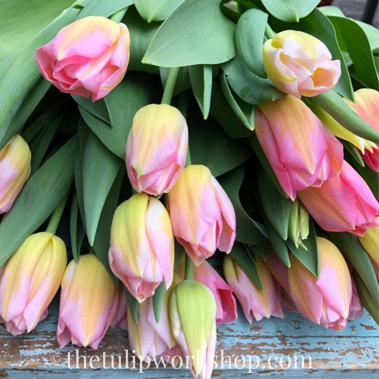 Winter Tulip Subscription 2024 - 8 weeks! – New Petal Flower Farm